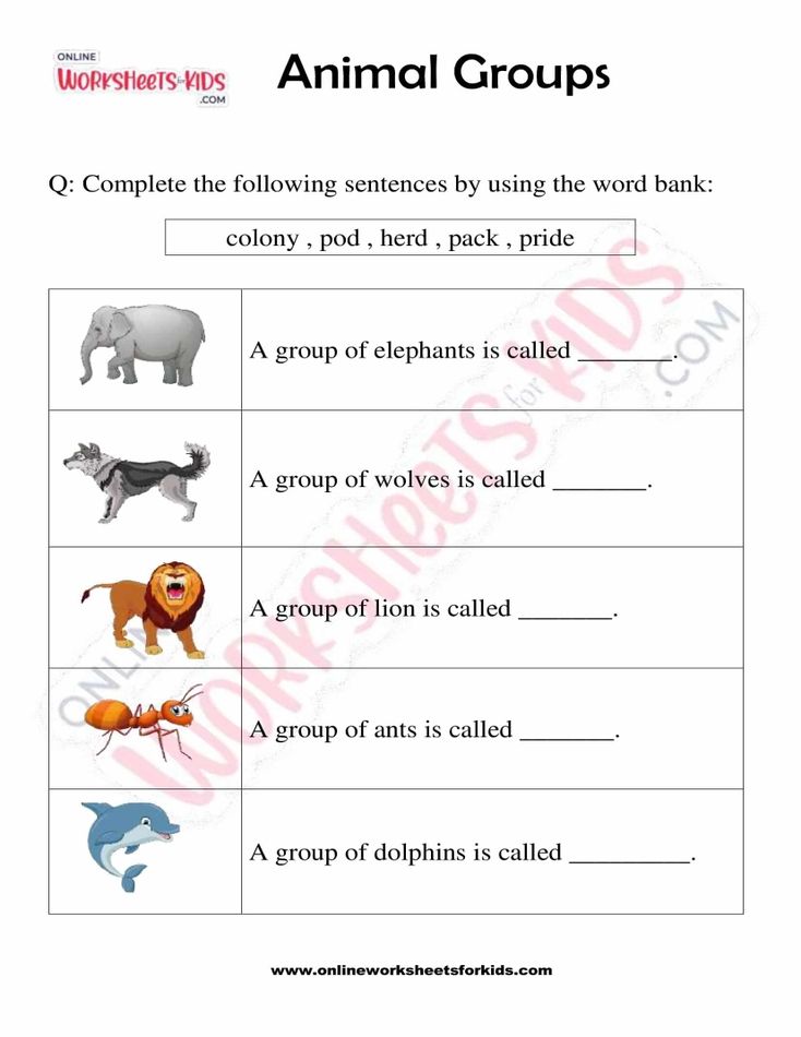 Animal Groups Worksheet for Grade 1