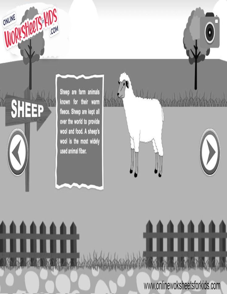 Sheep