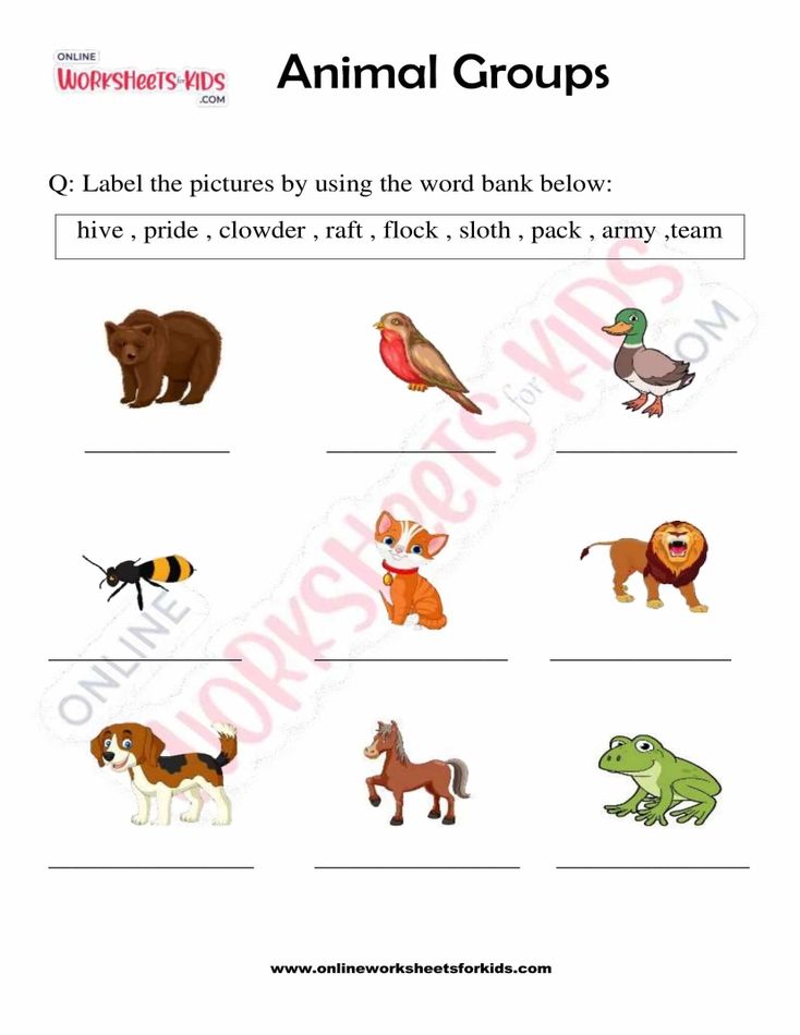 Animal Groups Worksheet for Grade 1