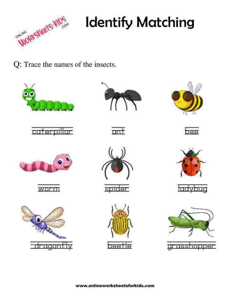 Insects Matching 1