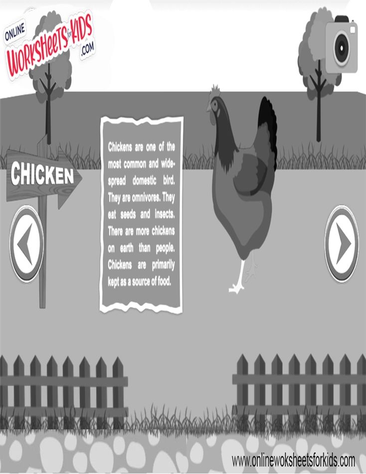 Chicken