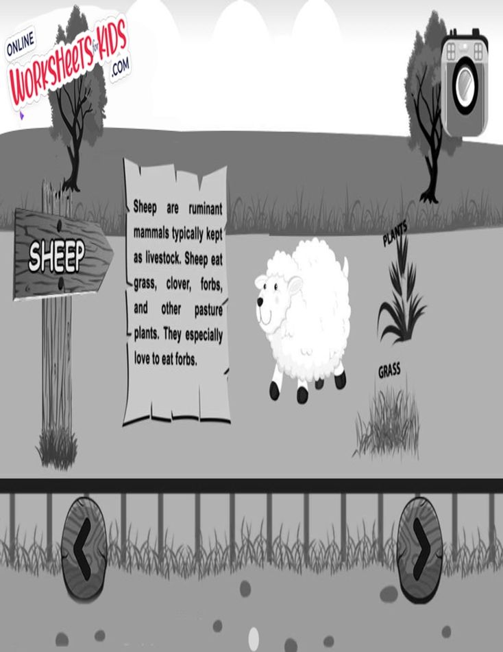 Sheep