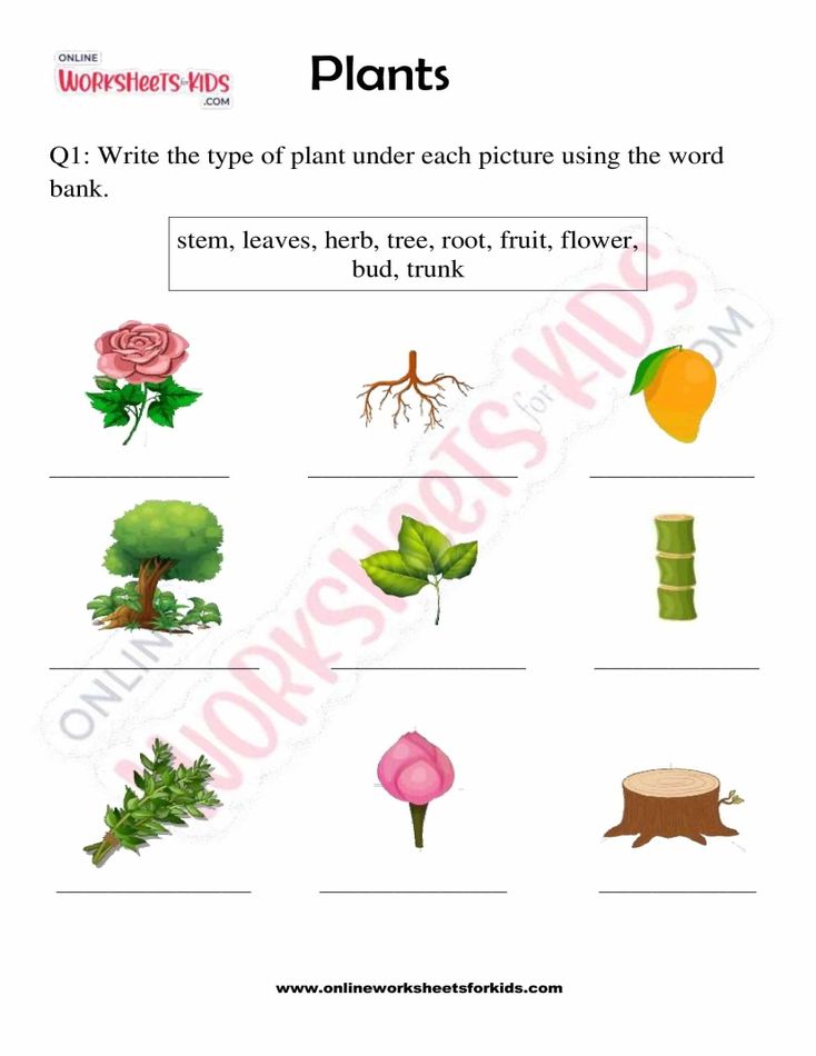 Types Of Plants Worksheets For Kindergarten