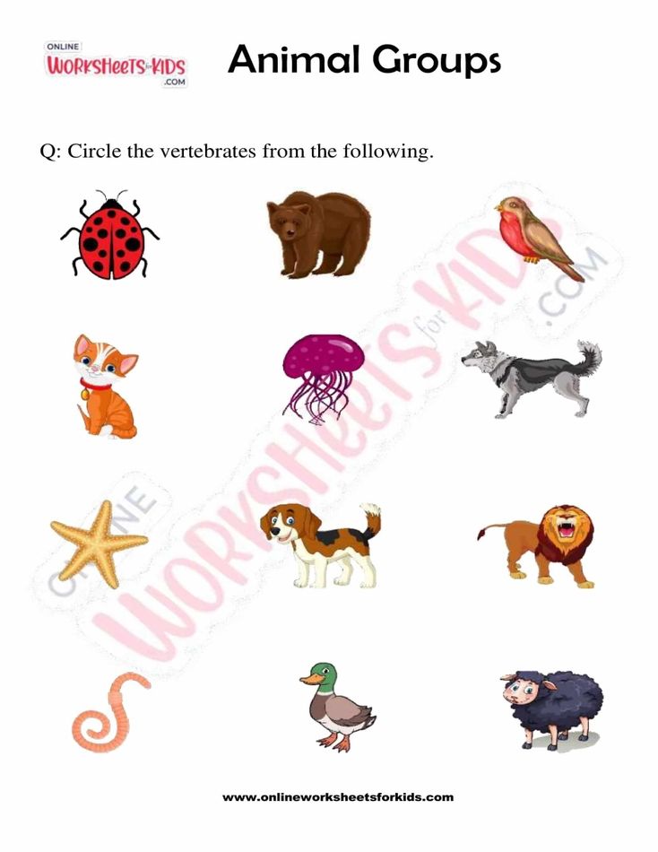 Animal Groups Worksheet for Grade 1