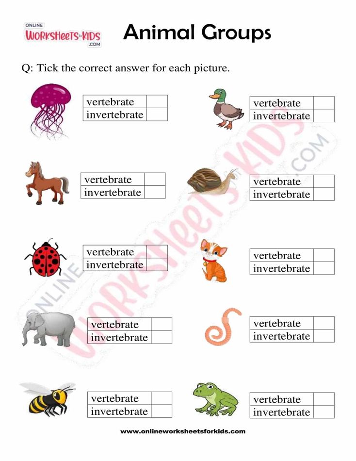 Animal Groups Worksheet for Grade 1